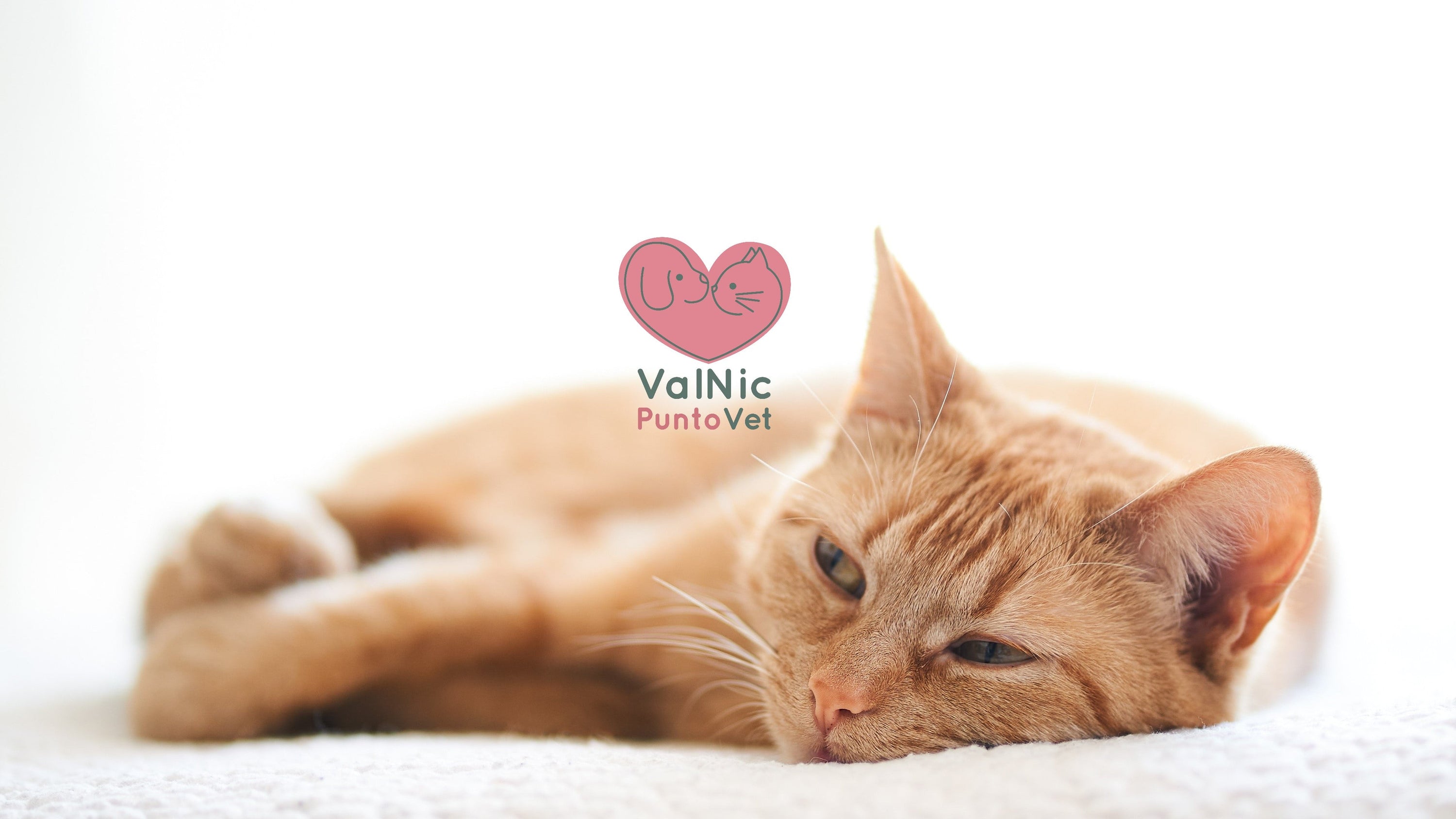 Colecciones – ValNic Punto Vet